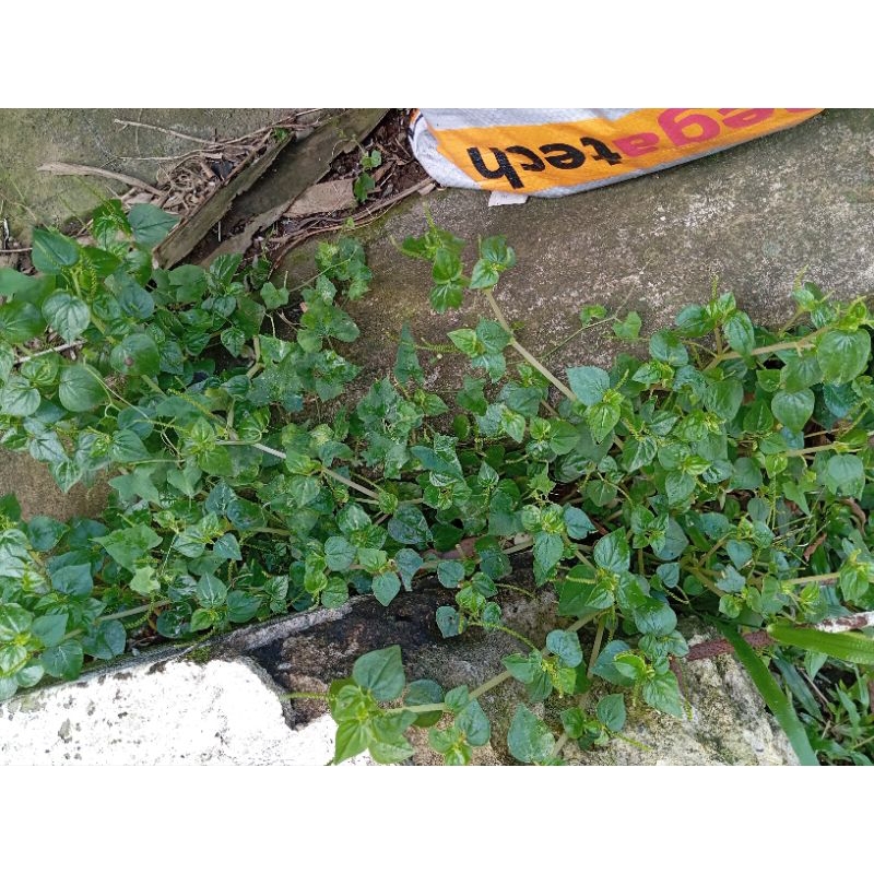 pansit pansitan ( ulasimang bato) with roots 50 grams per order ...