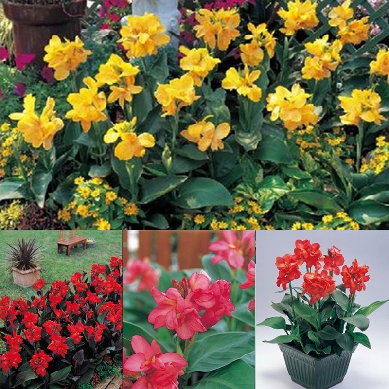 (10pcs) Mixed Colors Canna Seeds Canna Flower Seeds for Planting Canna ...