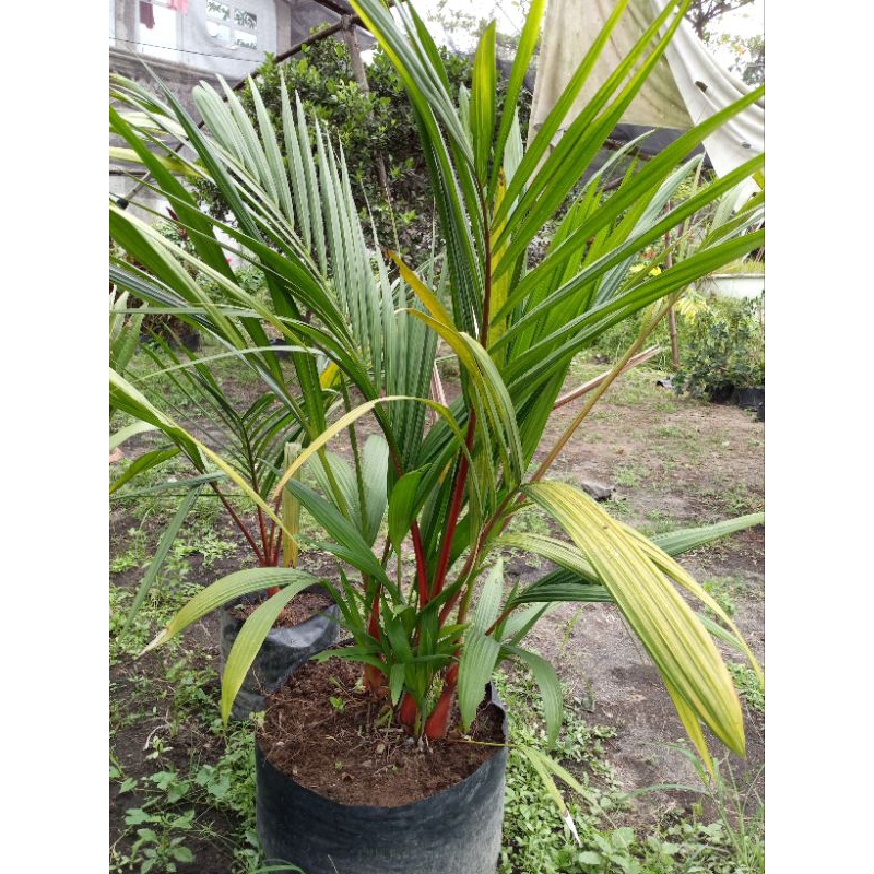 Red Palm Small |Live Plant| (ROOTED) | Shopee Philippines