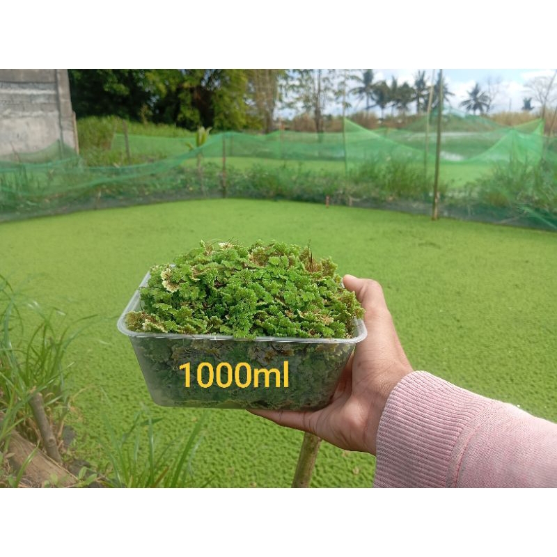 Azolla Aquatic Plant Organic feeds 1000ml (LUZON AREA ONLY) | Shopee ...