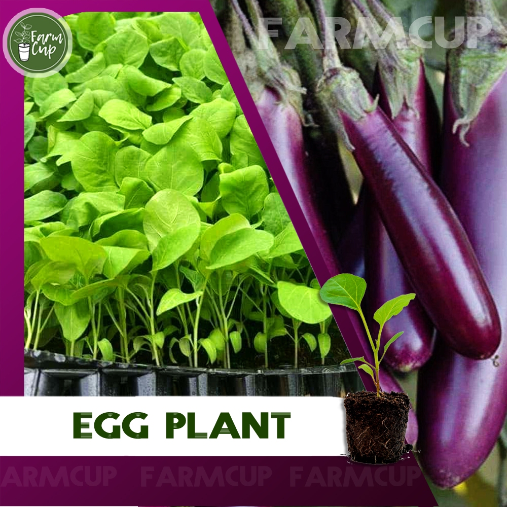 EGGPLANT / TALONG 10pcs Seedlings | Shopee Philippines