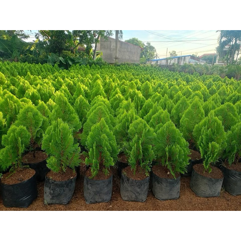 Fan Cypress Live Plant 1.5-2ft height | Shopee Philippines