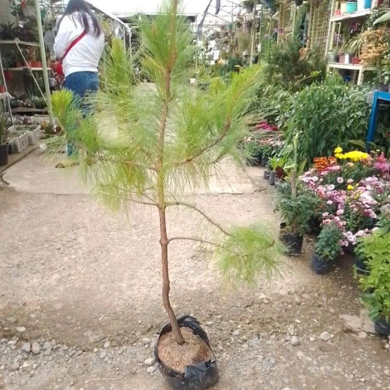 baguio/benguet pine tree 3-4ft | Shopee Philippines