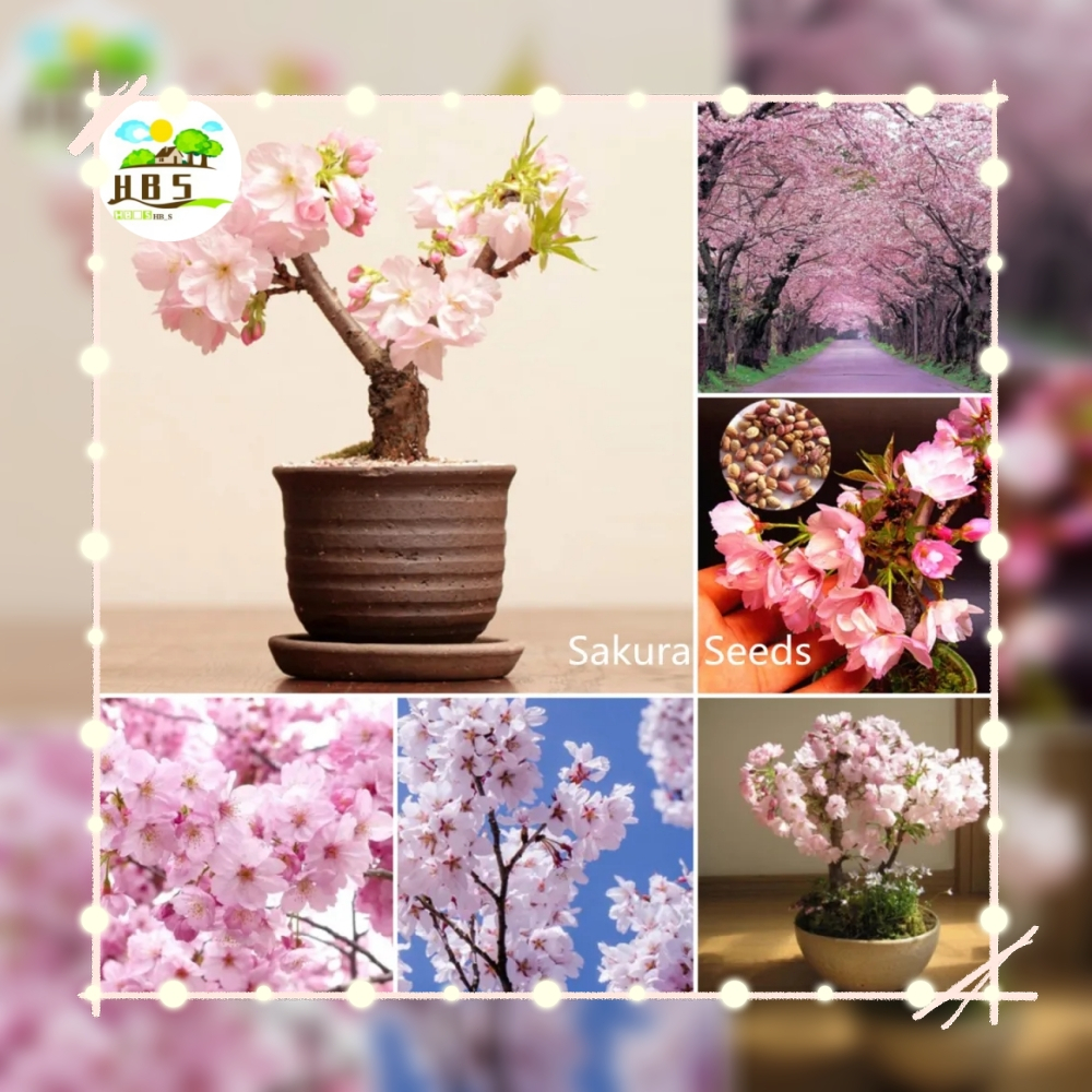 Japanese Sakura Seeds - Sakura Cherry Blossom Tree Seeds Flower Seeds ...