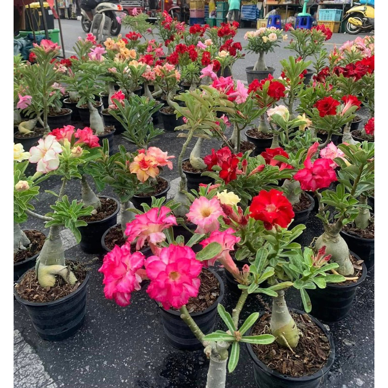 RARE GRAFTED ADENIUM TRIPLE PETALS | Shopee Philippines