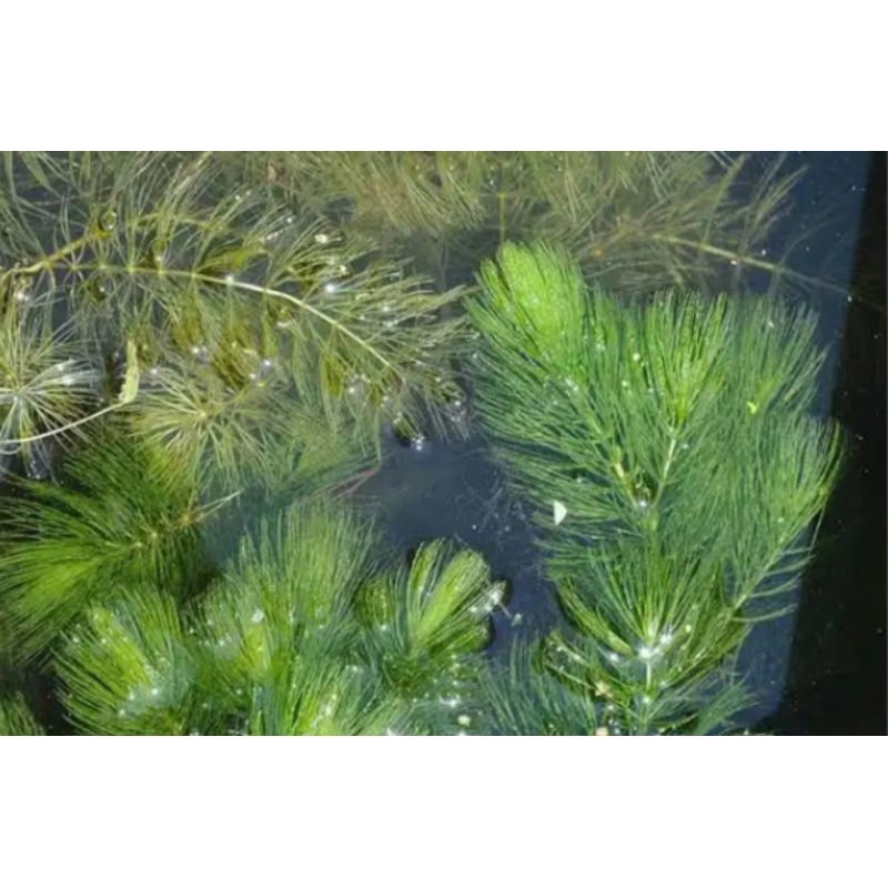 Hornwort aquatic plant 8 stem | Shopee Philippines