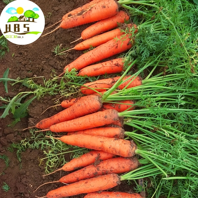 KURODA CARROT SEEDS(1000Seeds/Pack) - HIGH YIELDING CARROT SEEDS FOR ...