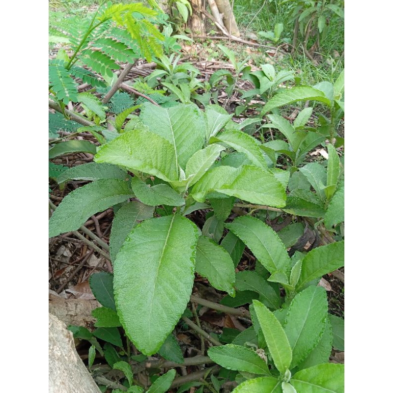 sambong SHIRT OR FRESH LEAVES LUZON only BAWAL SA MAARTE | Shopee ...