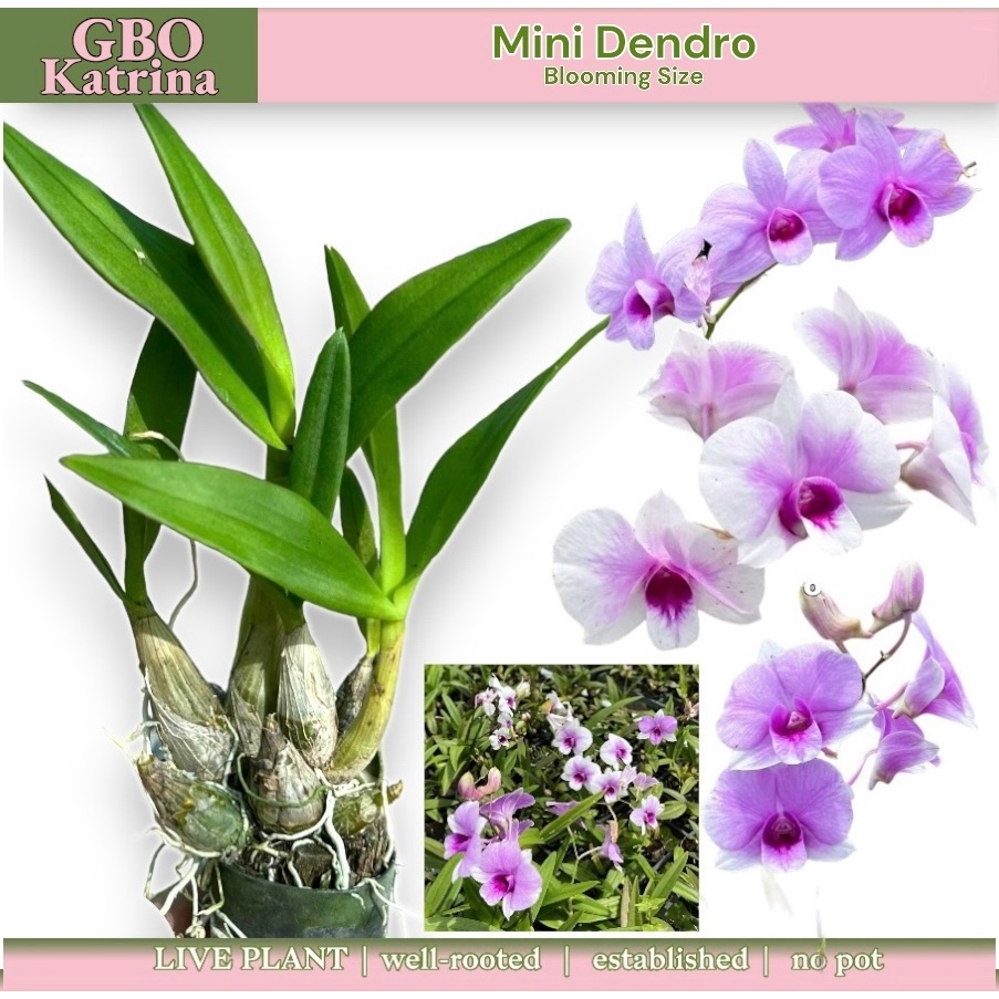 GBO Katrina: Dendro Mini Dendrobium | Orchids | Miniature | Shopee ...