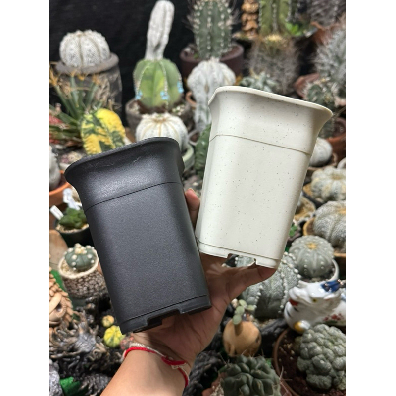 Thailand Square Pots Plants by Flipay | Shopee Philippines