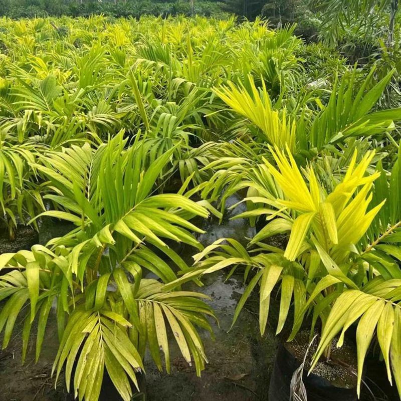 Golden Manila Palm, Christmas Palm, Dwarf Royal Palm live plant ...