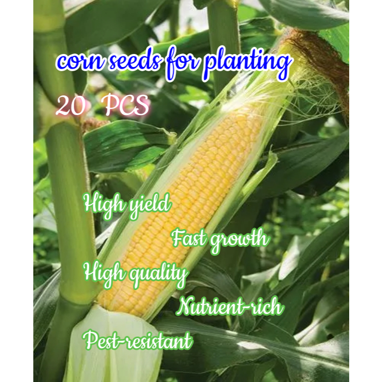 SUPER SWEET CORN SEEDS - ( 20 seeds ) super sweet corn variety | Shopee ...