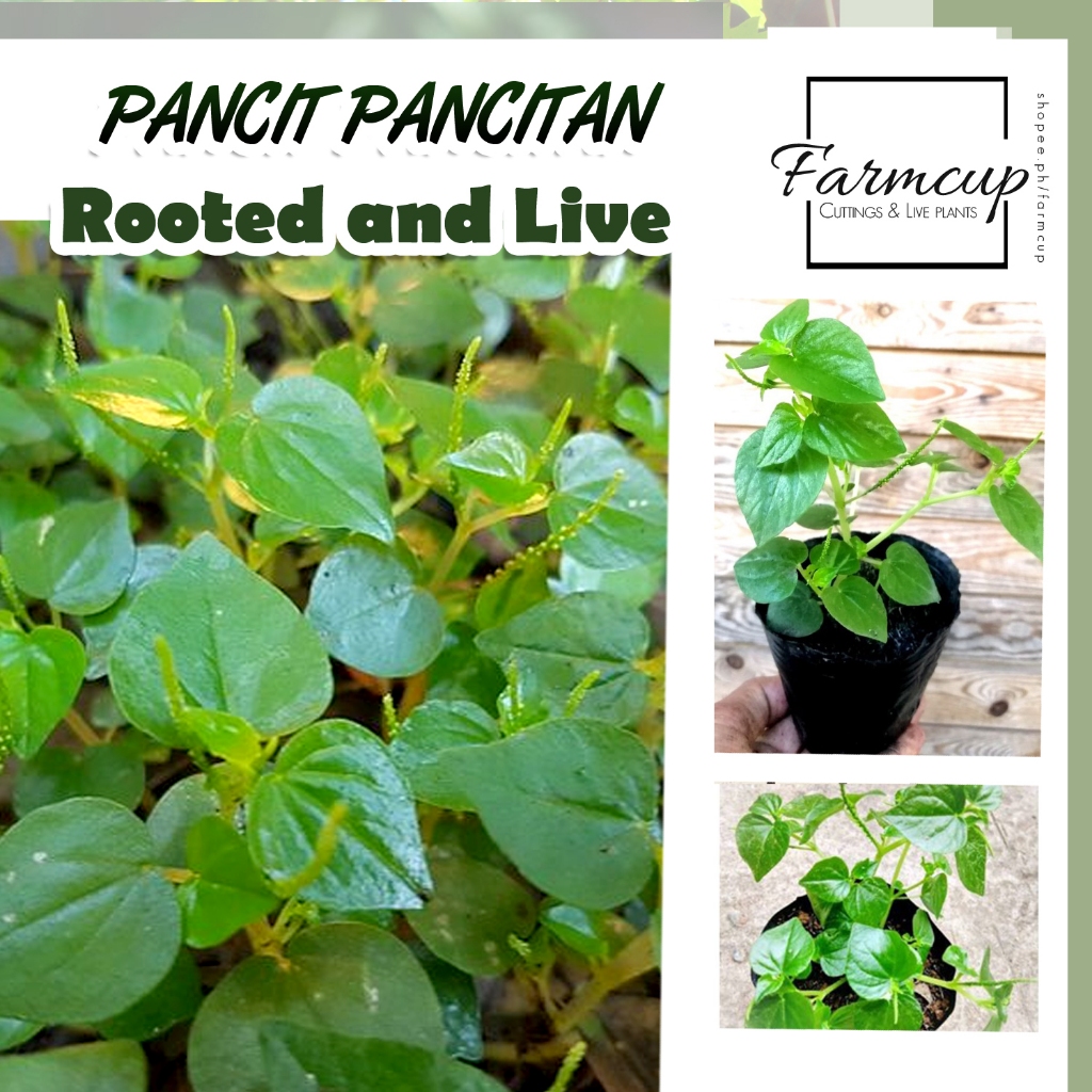 Pancit pancitan seedlings | Shopee Philippines