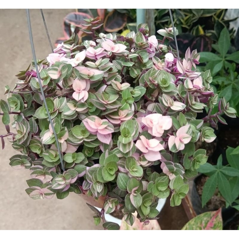 variagated turtle vine | Shopee Philippines