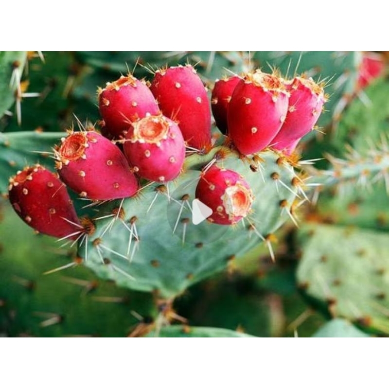 Prickly pear cactus(opuntia cactus) per pad | Shopee Philippines