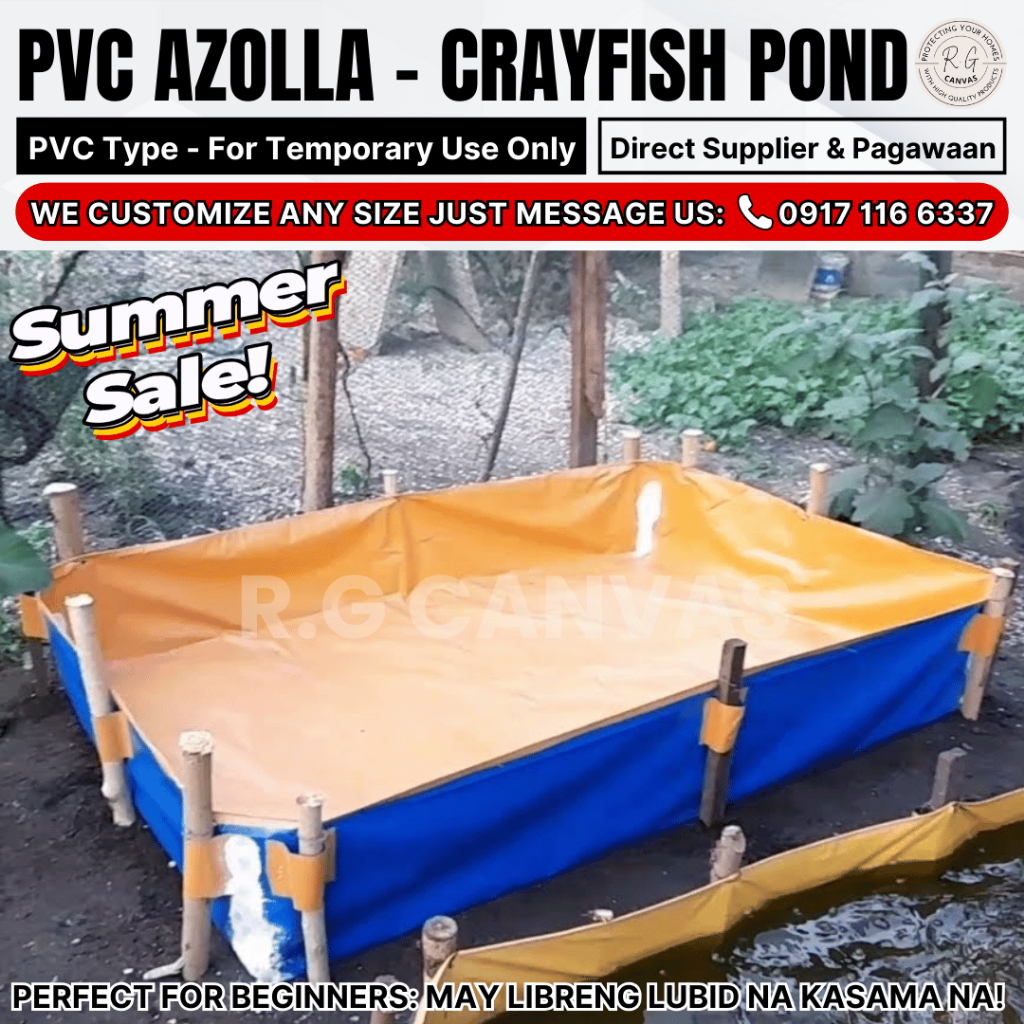 AZOLLA TRAPOND CRAY FISH POND KOI AZOLLA BED LONA TRAPAL TOLDA POND ...