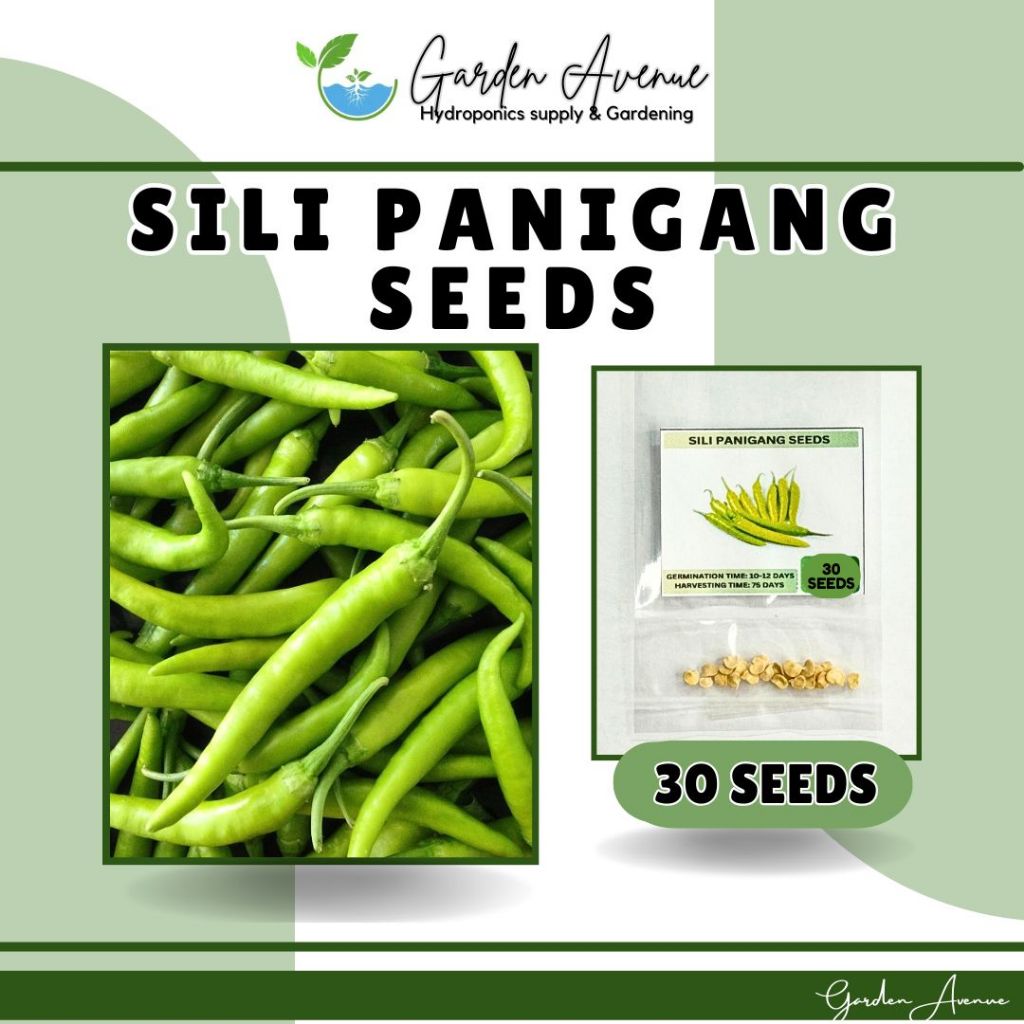 SILI PANIGANG SEEDS (30 SEEDS) - F1 PANIGANG BEST/HYBRID/EASY TO GROW ...