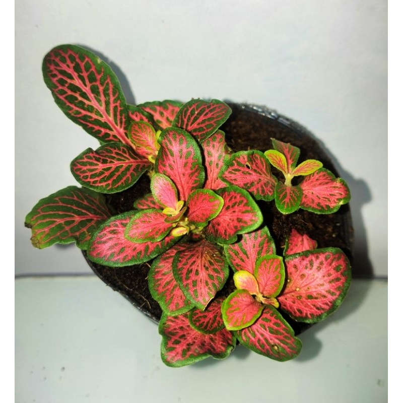 Fittonia Jungle Flame (ESTABLISHED) | Shopee Philippines
