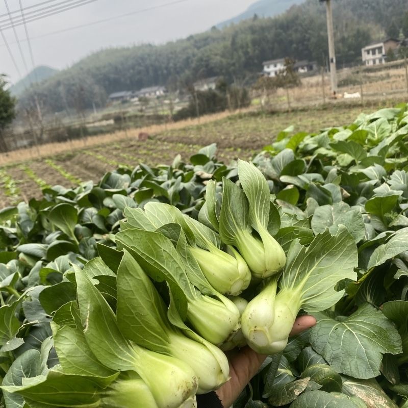 High Yielding Pak Choi Seed - Pechay Seeds (500 Seeds) Bok Choy Seeds ...