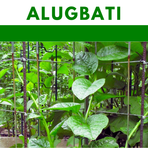 Alugbati vegetable repacked seeds gardening | Shopee Philippines