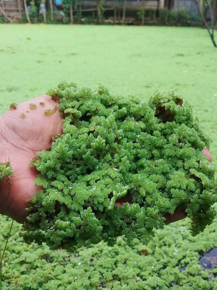 AZOLLA BUY 1 TAKE 1 (50 PESOS ONLY) | Shopee Philippines
