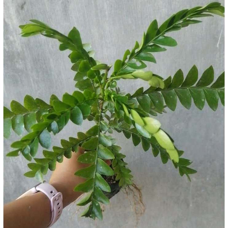 Seligi, Also known as Sinukuan Plant/ Blessed Plant in Polybag | Shopee ...