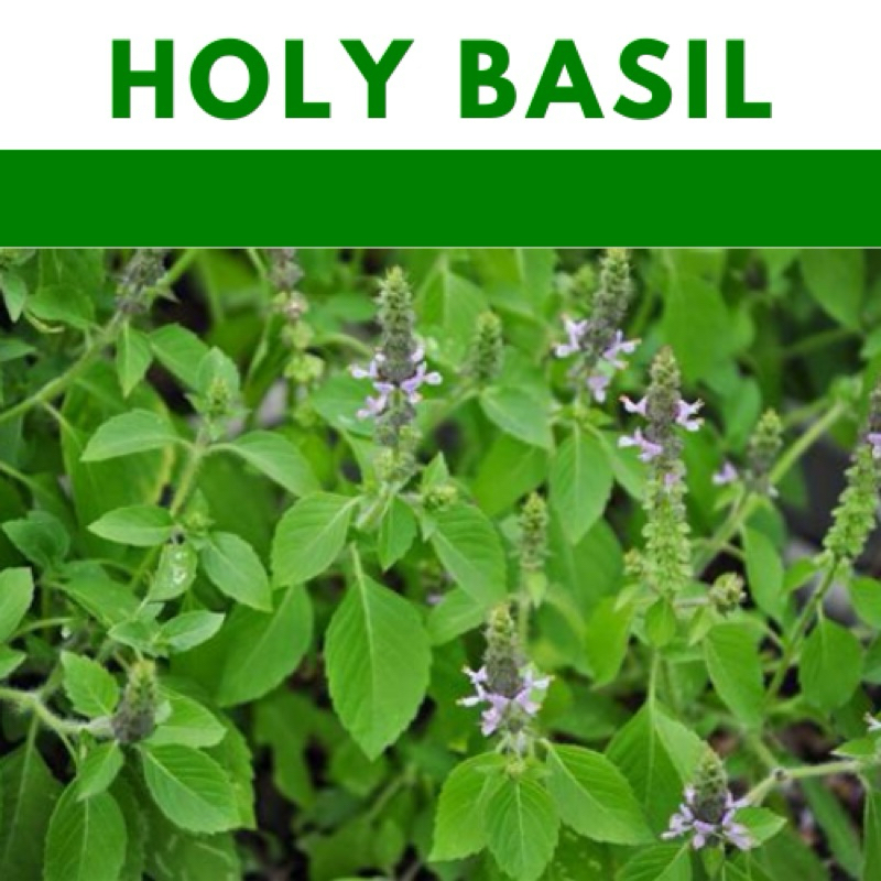 HOLY BASIL 30seeds herbs and spices repacked seeds gardening | Shopee ...