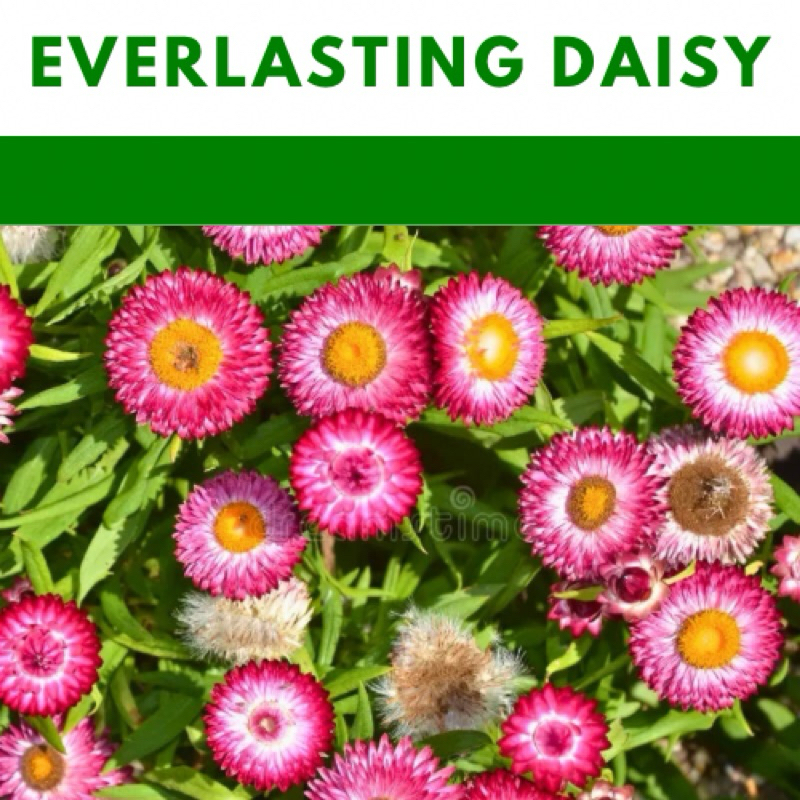 EVERLASTING DAISY mixed colors repacked seeds gardening | Shopee ...