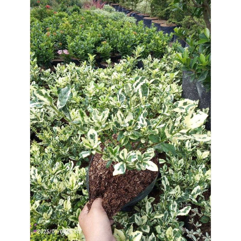 Variegated Rosal (White Flower)(Rooted&Live Plants) | Shopee Philippines