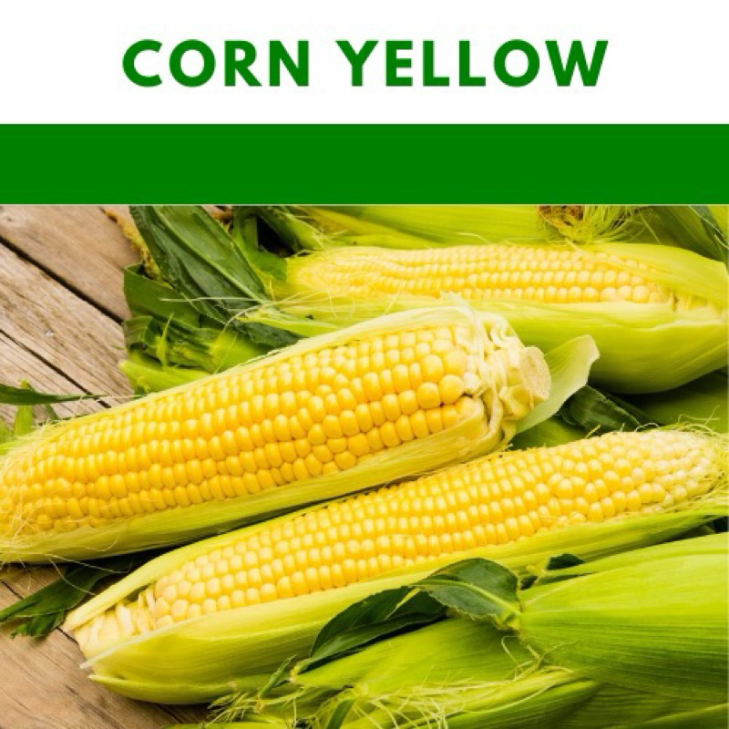 CORN YELLOW repacked seeds gardening | Shopee Philippines