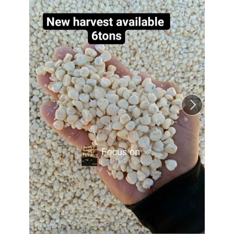 1KILO SEEDS WHITE CORN LAGKITAN GLUTINOUS | Shopee Philippines