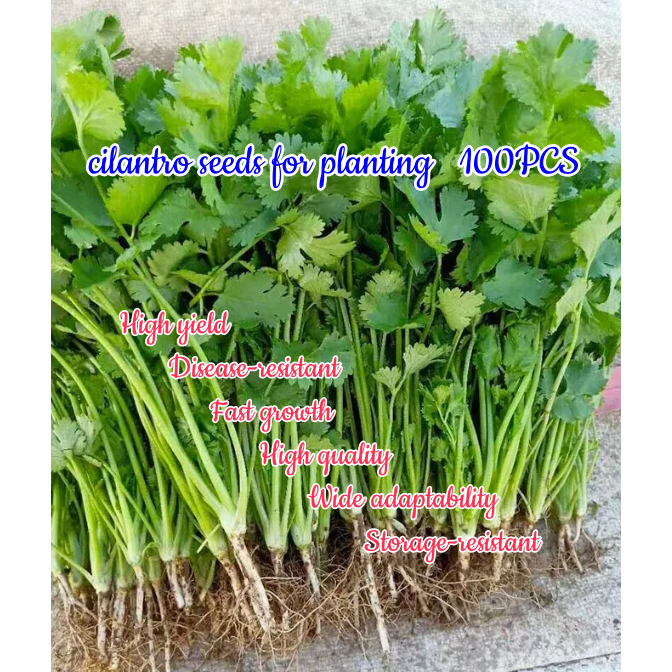 High Yield Heat Tolerant Coriander Seeds for Planting Vegetables (Fast ...