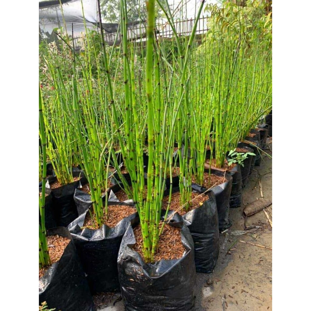HorseTail - Mini Bamboo - Live plants | Shopee Philippines