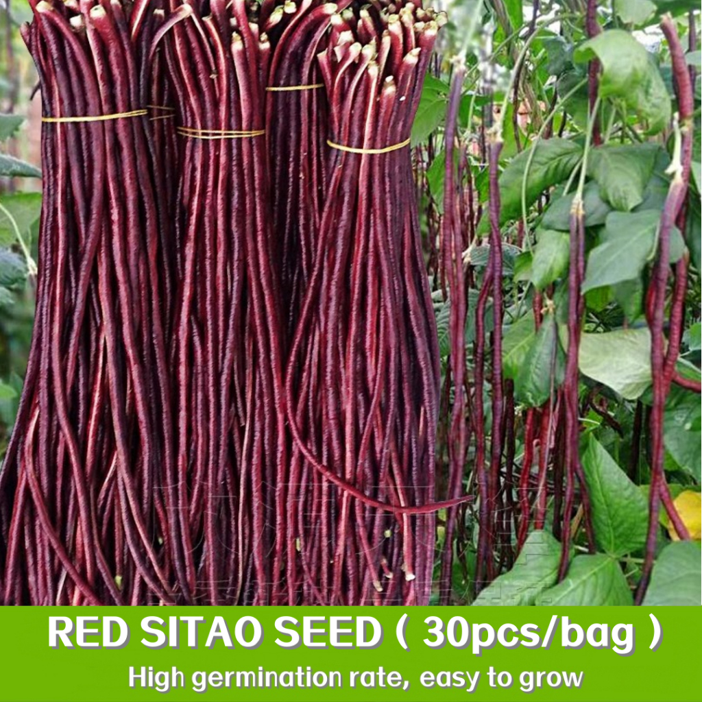 RED SITAO SEEDS-（30 SEEDS）Red Long Beans Sitao Vegetable Seeds | Shopee ...
