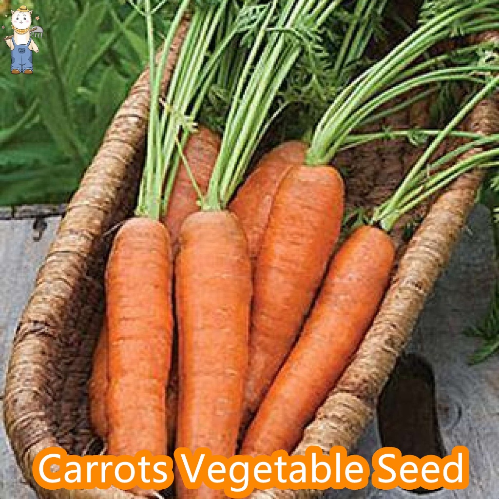 KURODA CARROT SEEDS - (1000seeds/pack) Carrots seeds vegetable seeds ...