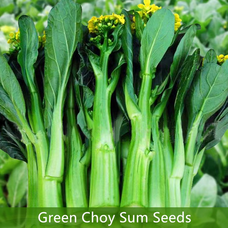 Green Choy Sum Seeds - (600seeds） Chinese Flowering Cabbage Choi Sum ...