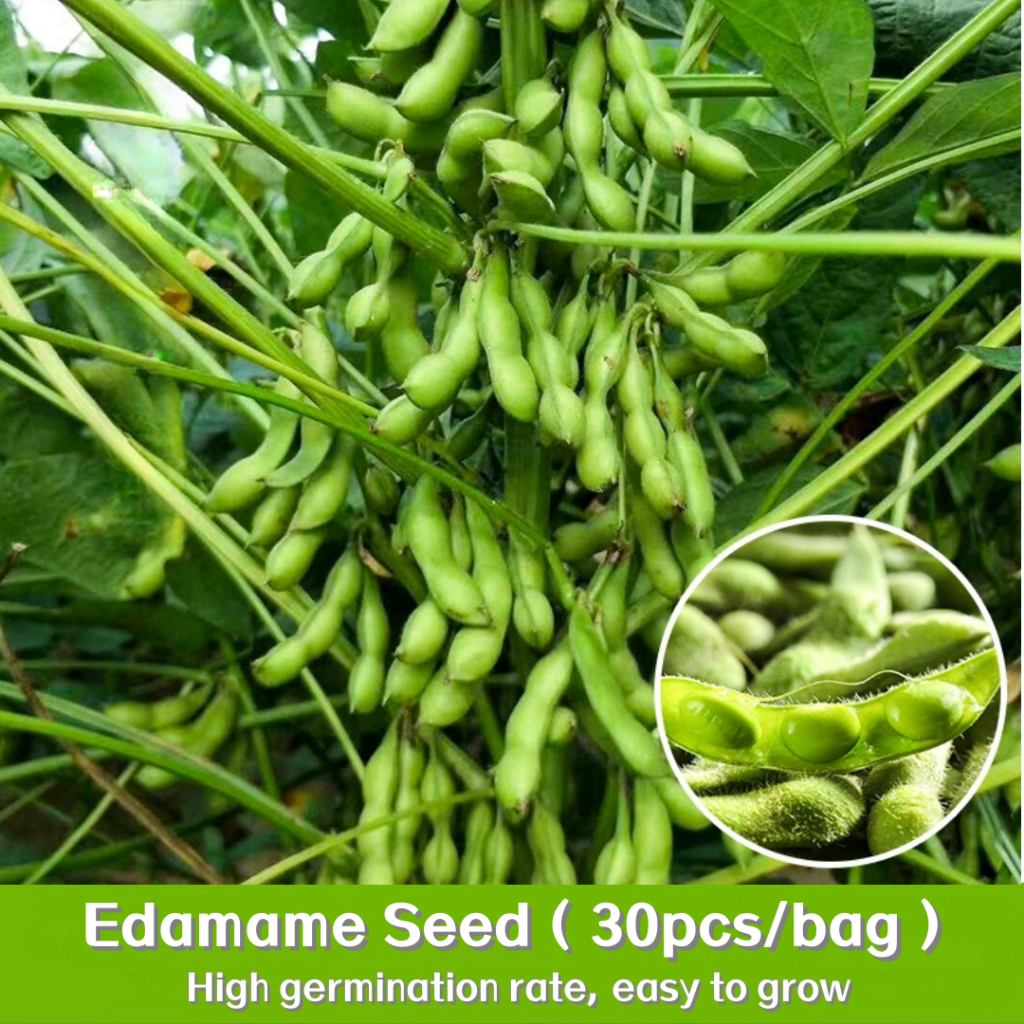 Green Soybean Edamame Seeds - (20seeds）Green Sweet Sugar Snap Peas ...