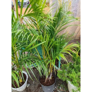 Shop palmera plant for Sale on Shopee Philippines