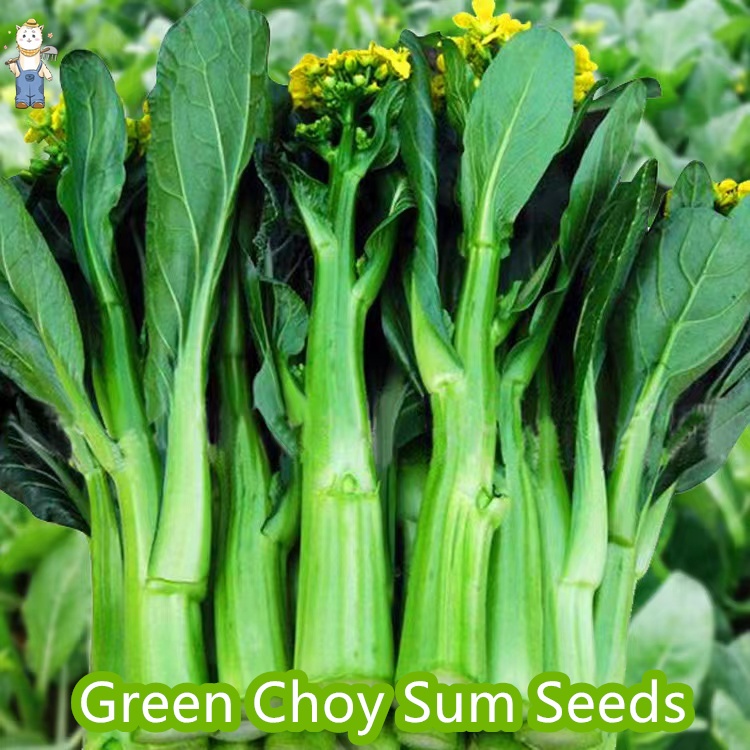 CHOY SUM SEEDS-(600seed)TSOI SUM SEEDS/FLOWERING PECHAY CHOI SUM/Chinese YU Choy Sum Vegetable ...