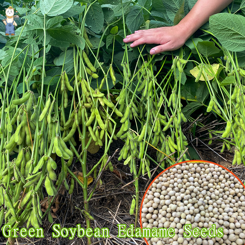 Green Edamame Beans Vegetable Seeds ( 30seed/pack) - Green Soybean ...