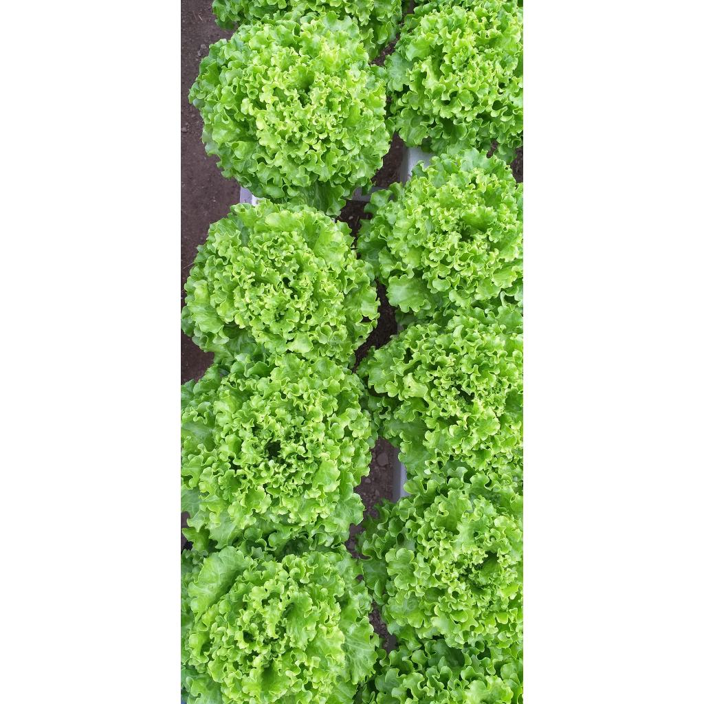 DO NOT ORDER | Katanim Hydroponic FREE Lettuce Seeds | Shopee Philippines