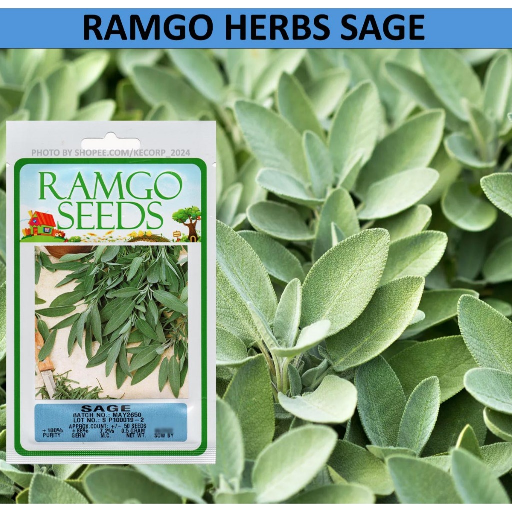 Ramgo Herbs Seeds RCH Sage 0.5 gram_kc241207 | Shopee Philippines
