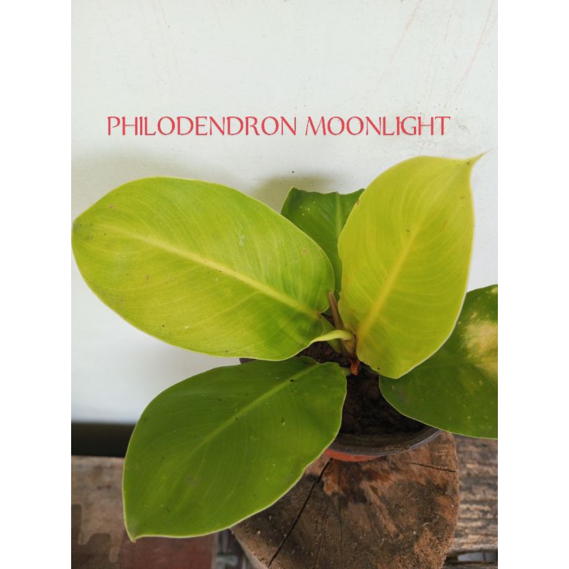 PHILODENDRON MOONLIGHT DWARF/LIVE PLANT/(small -medium-big) | Shopee ...