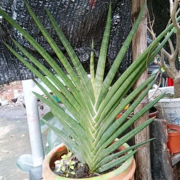 Sansevieria live plant giant Mutomo Kenya XXl size | Shopee Philippines