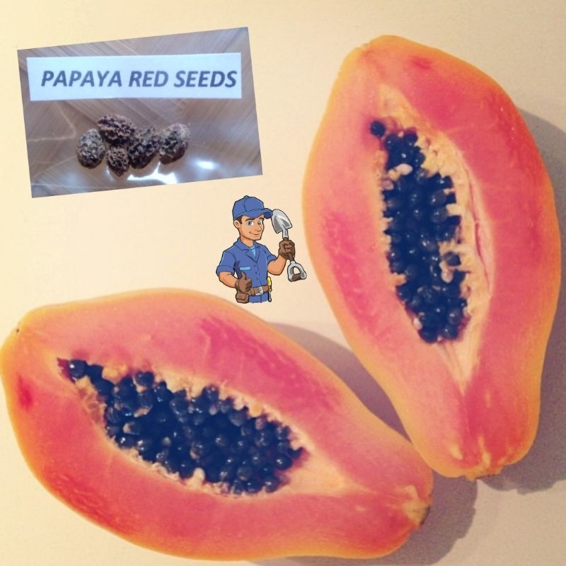 Papaya Red Lady Seeds (5 Seeds Per Pack) | Shopee Philippines