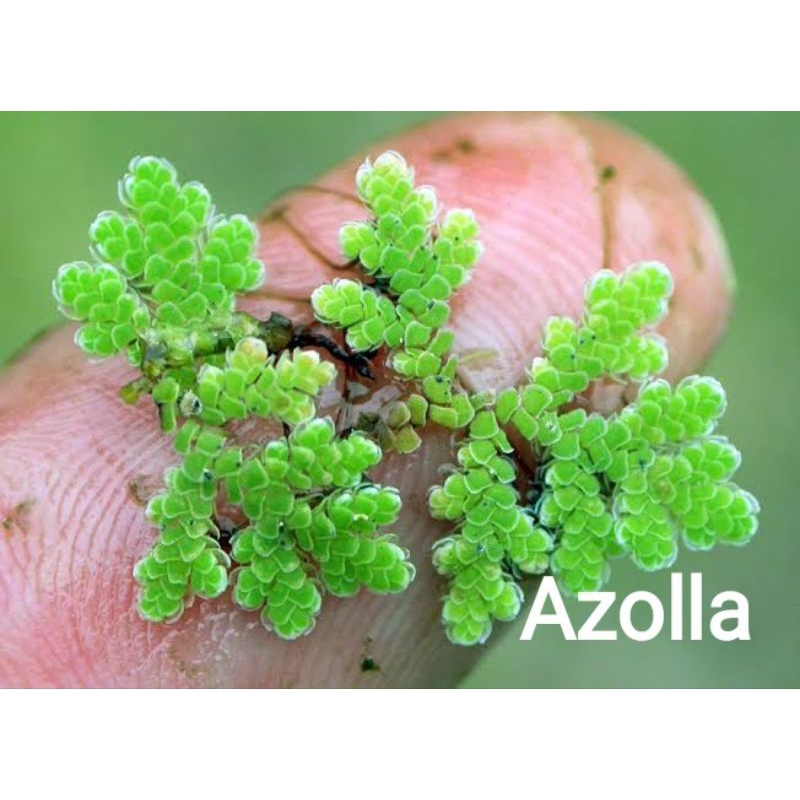 Azolla 500ml drained live aquatic plants | Shopee Philippines