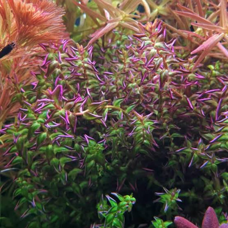 Rotala Macrandra 'Mini Type 2' (15 stems) | Shopee Philippines