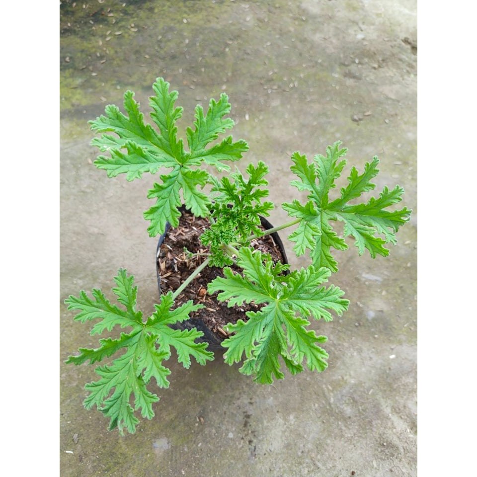 Citronella Malvarosa with FREE white pebbles | Shopee Philippines