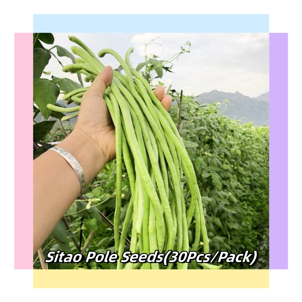 Sitao Pole Seeds(30Pcs/Pack)/Pole Sitao Green | Sitao Long Vegetable ...
