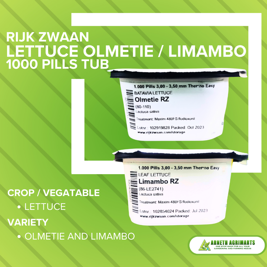 ARNETH OLMETIE / LIMAMBO BATAVIA LETTUCE SEEDS BY RIJIK ZWAAN ( 1000 ...